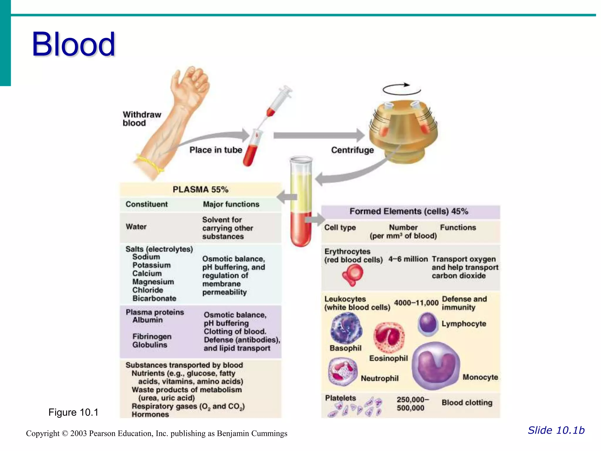 Ch 10 Blood.ppt