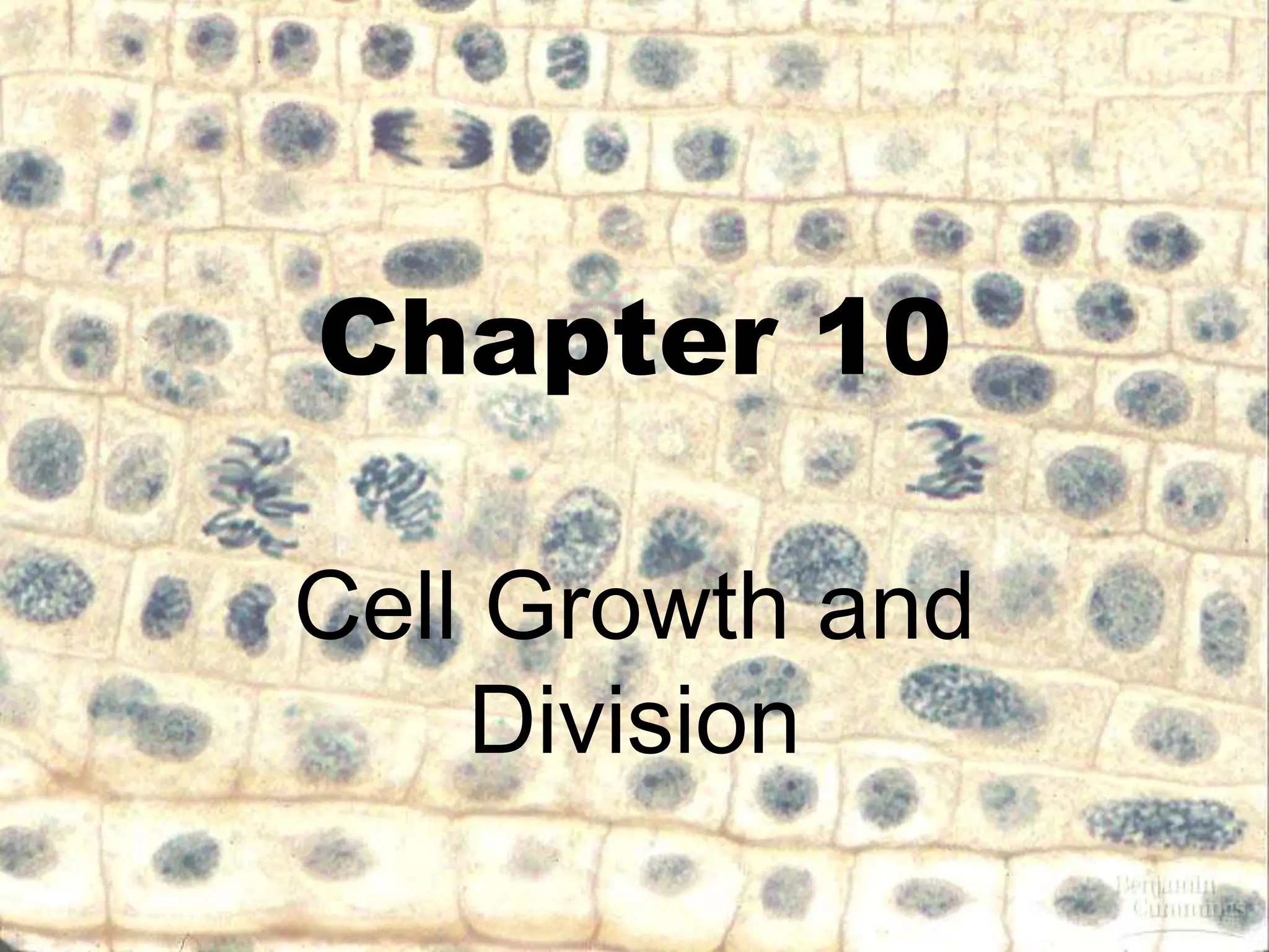 Biology- Cell Cyle - Mitosis and Meiosis | PPT