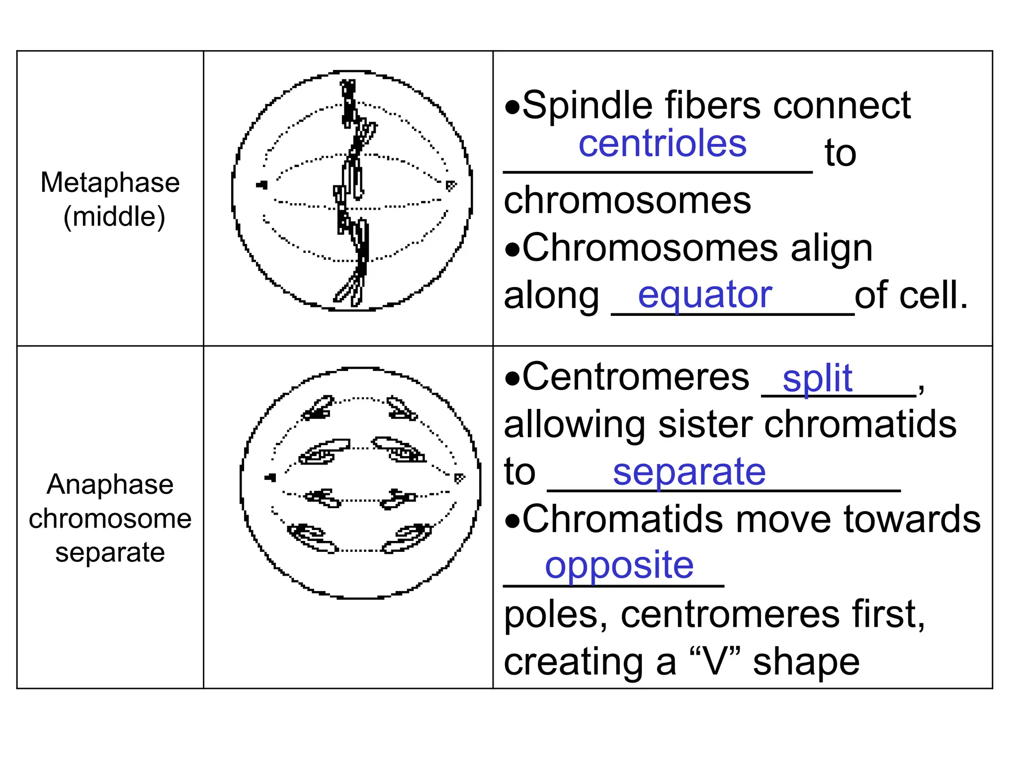 Biology- Cell Cyle - Mitosis and Meiosis | PPT
