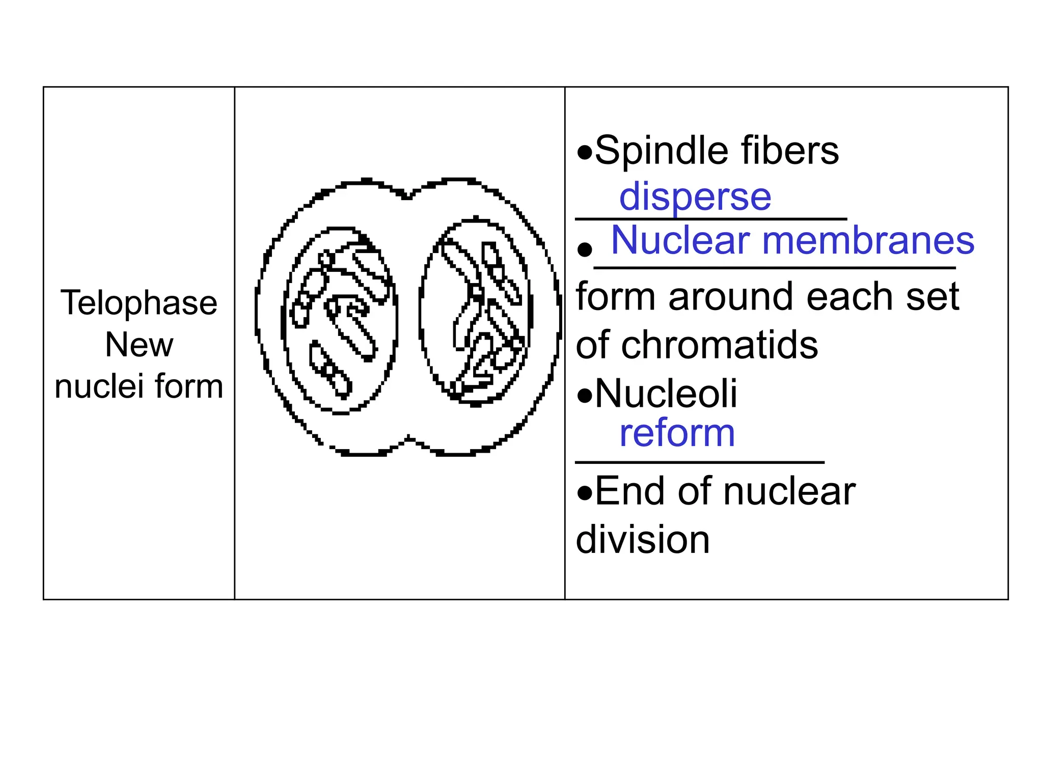 Biology- Cell Cyle - Mitosis and Meiosis | PPT