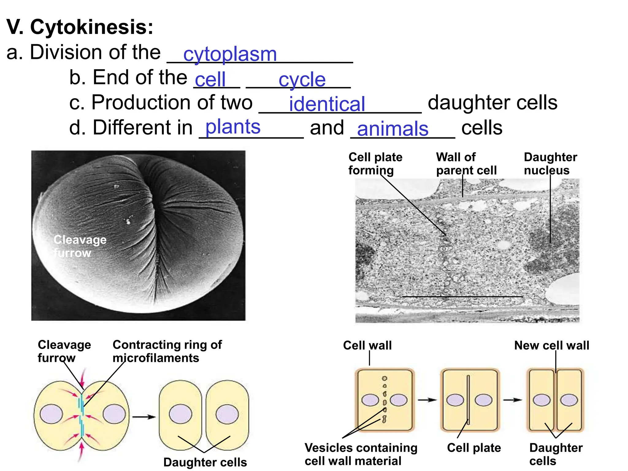 Biology- Cell Cyle - Mitosis and Meiosis | PPT