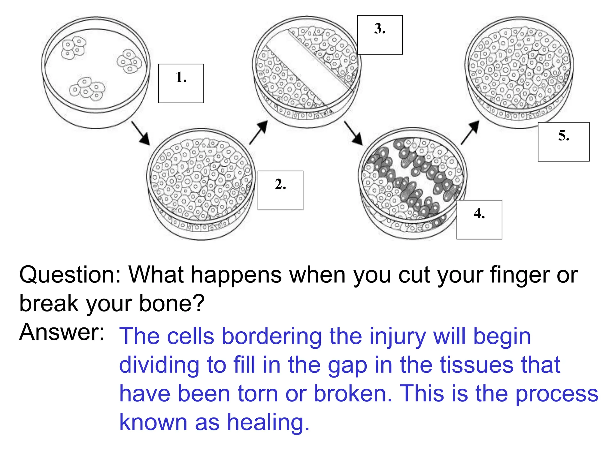 Biology- Cell Cyle - Mitosis and Meiosis | PPT