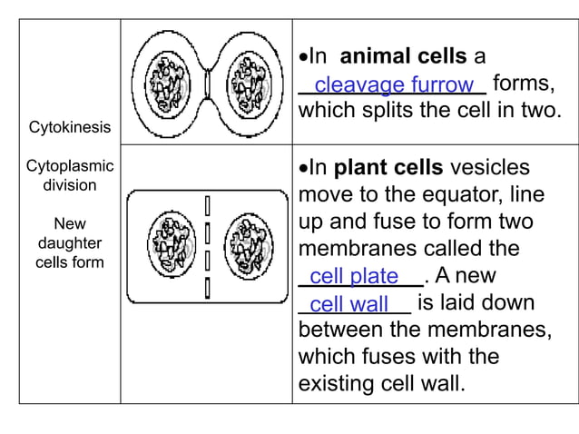 Biology- Cell Cyle - Mitosis and Meiosis | PPT