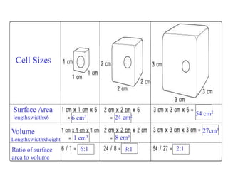 Biology- Cell Cyle - Mitosis and Meiosis | PPT