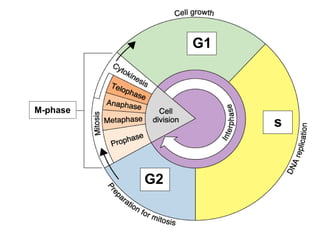 Cell Division - Mitosis and Meiosis lect | PPT