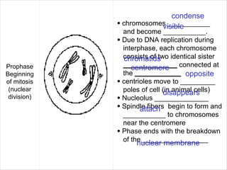 Cell Division - Mitosis and Meiosis lect | PPT