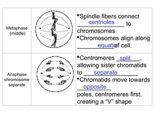 Cell Division - Mitosis and Meiosis lect | PPT