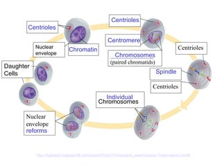 Cell Division - Mitosis and Meiosis lect | PPT