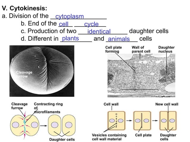 Cell Division - Mitosis and Meiosis lect | PPT | Biological Sciences ...