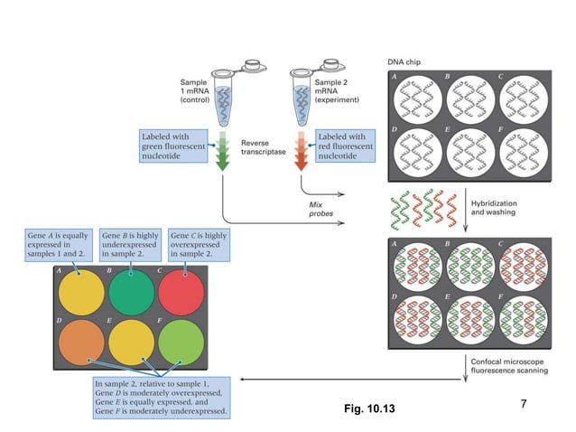 Ch10Genomics.pptUpload a presentation to download PHYSICS MAXWELL ...