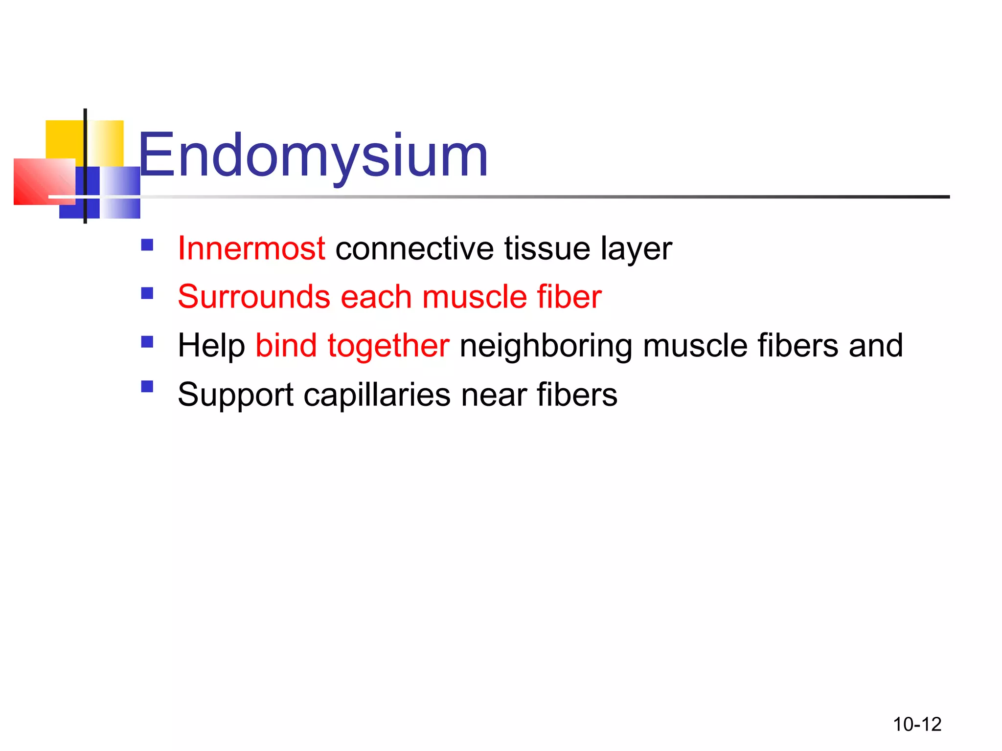 Ch10 muscle tissue | PPT