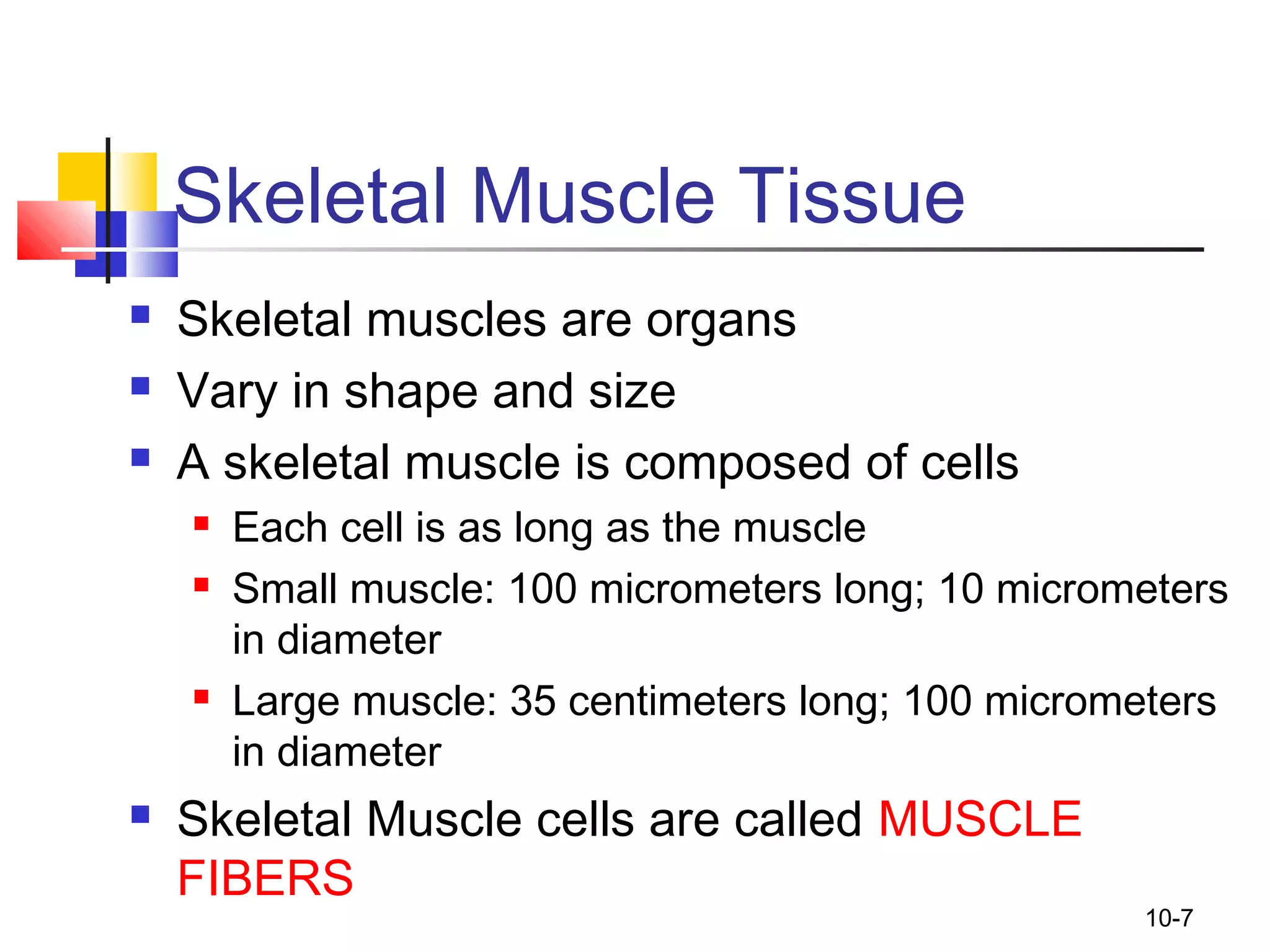 Ch10 muscle tissue | PPT