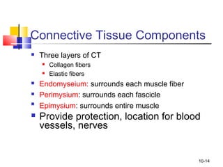 Ch10 muscle tissue | PPT