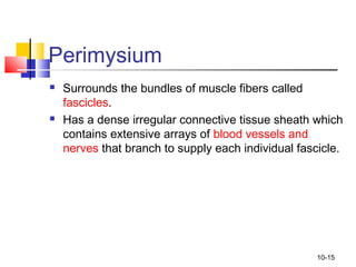 Ch10 muscle tissue | PPT