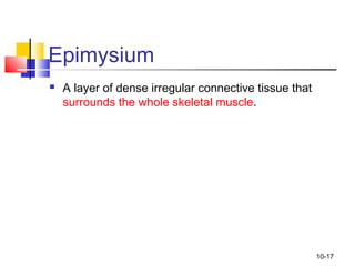 Ch10 muscle tissue | PPT