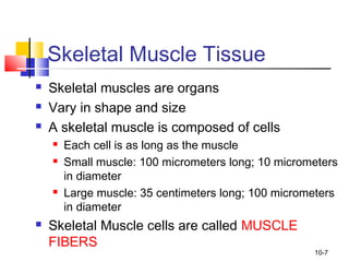 Ch10 muscle tissue | PPT