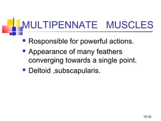 Multipennate Muscle