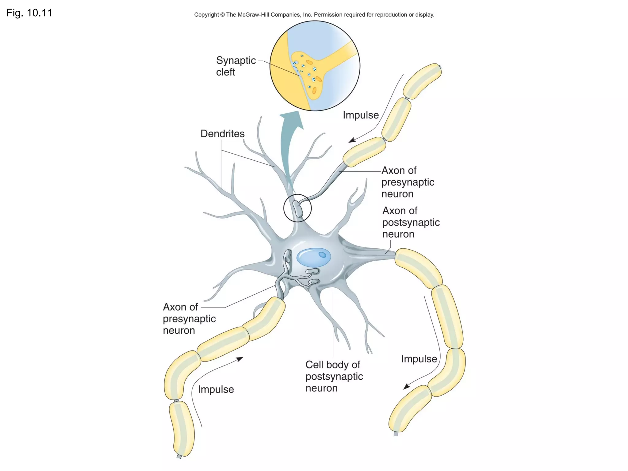Chapter 10: Nervous System I: Basic Structure and Function Hole's Human Anatomy and Physiology | PPT
