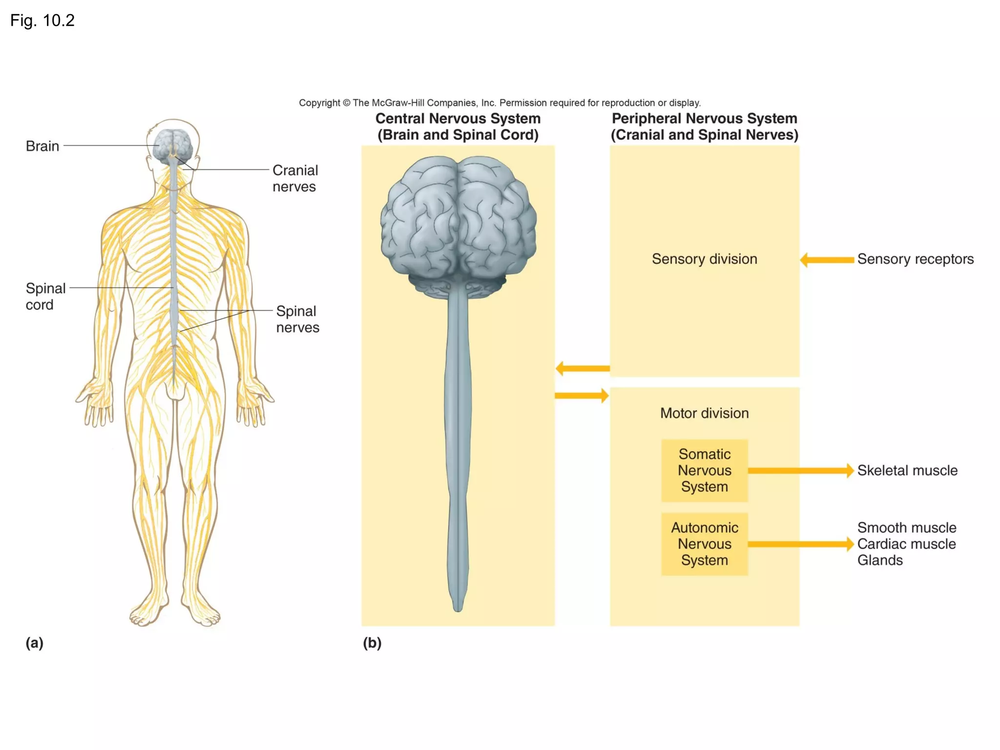 Chapter 10: Nervous System I: Basic Structure and Function Hole's Human Anatomy and Physiology | PPT