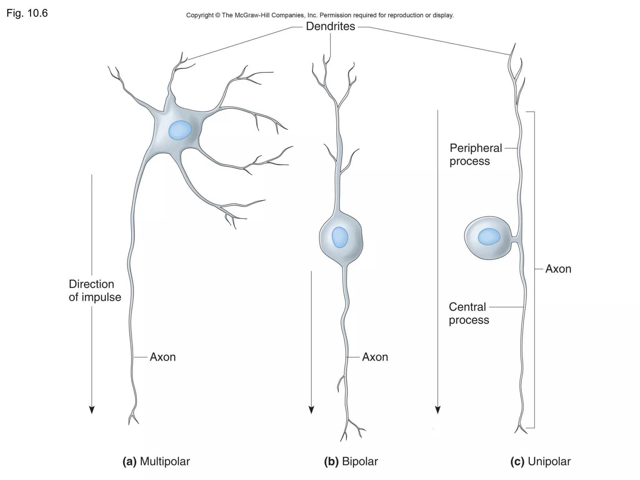 Chapter 10: Nervous System I: Basic Structure and Function Hole's Human Anatomy and Physiology | PPT