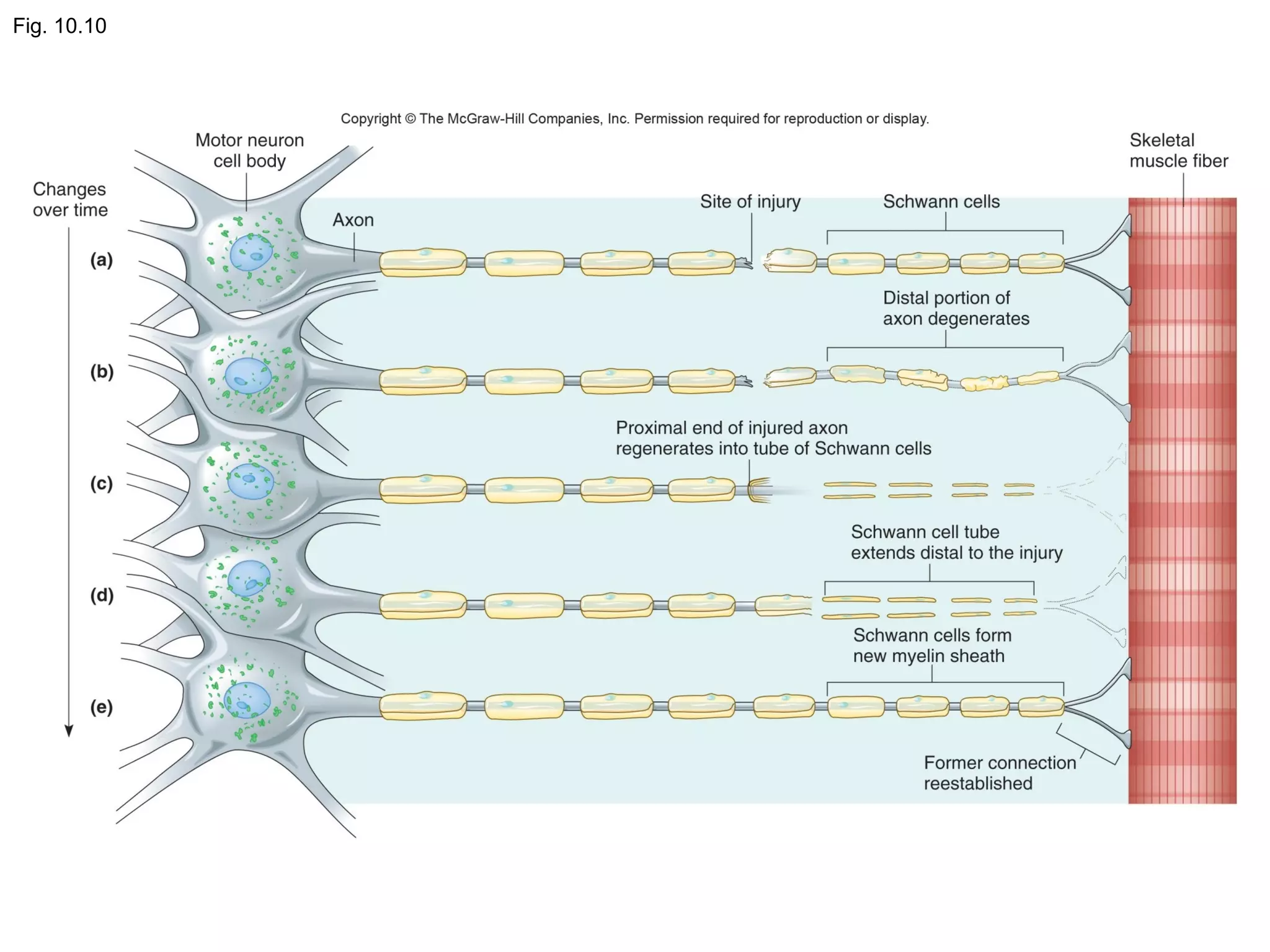 Chapter 10: Nervous System I: Basic Structure and Function Hole's Human Anatomy and Physiology | PPT
