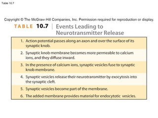 Chapter 10: Nervous System I: Basic Structure and Function Hole's Human ...