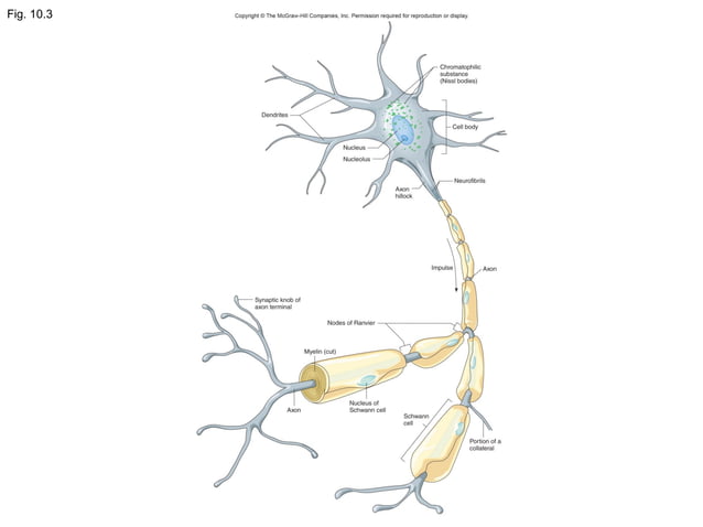 Chapter 10: Nervous System I: Basic Structure and Function Hole's Human Anatomy and Physiology | PPT