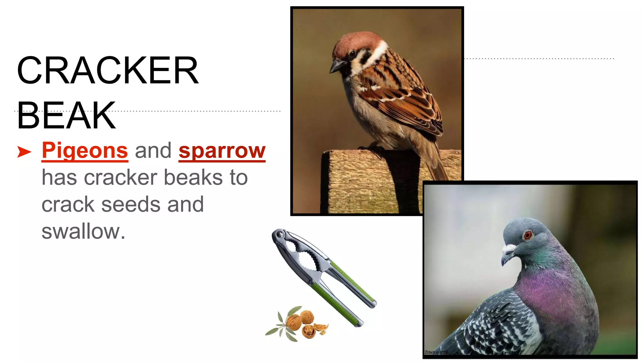 Ch 10 tasting BEAKS.pptx