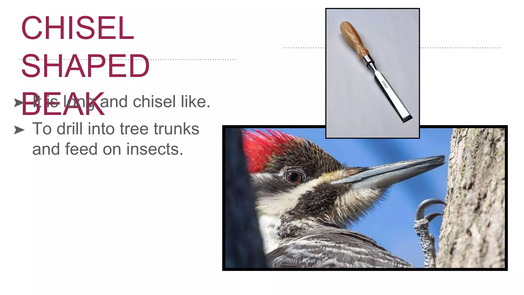 Ch 10 tasting BEAKS.pptx