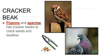 Ch 10 tasting BEAKS.pptx