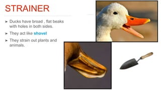 Ch 10 tasting BEAKS.pptx