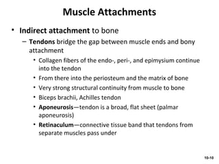 Ch 10 The Muscular System | PPT