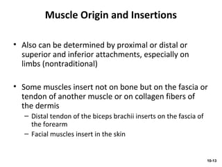 Ch 10 The Muscular System | PPT
