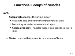 Ch 10 The Muscular System | PPT