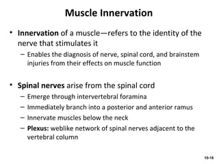 Ch 10 The Muscular System | PPT