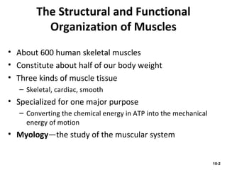 Ch 10 The Muscular System | PPT