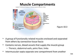 Ch 10 The Muscular System | PPT