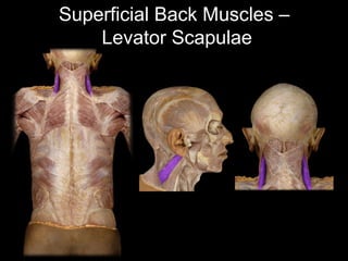Levator Scapulae Cadaver