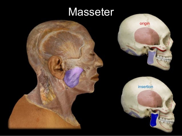Muscle Exercises Zygomaticus Major Muscle Exercises
