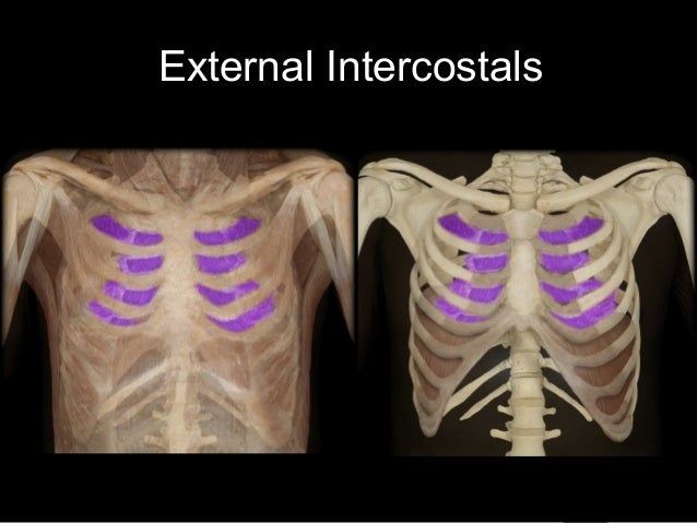 Ch 10 The Muscular System
