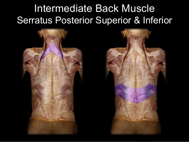 Ch 10 The Muscular System