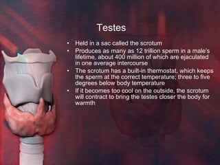 Ch 11 endocrine sys | PPT