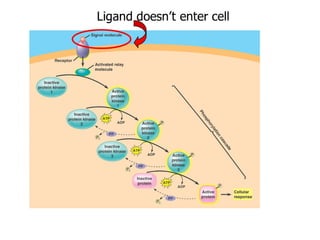 AP Biology Cell Communication part 4 cell response | PPT