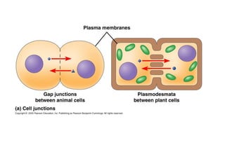 AP Biology Cell Communication part 4 cell response | PPT