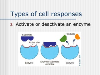 AP Biology Cell Communication part 4 cell response | PPT