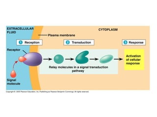 AP Biology Cell Communication part 4 cell response | PPT