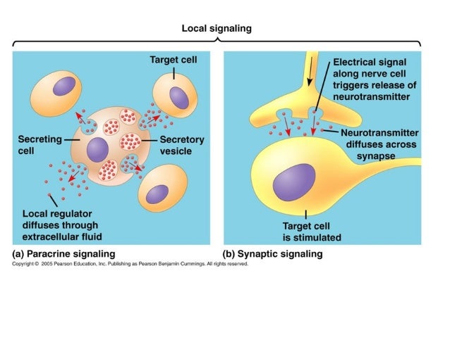 AP Biology Cell Communication part 4 cell response