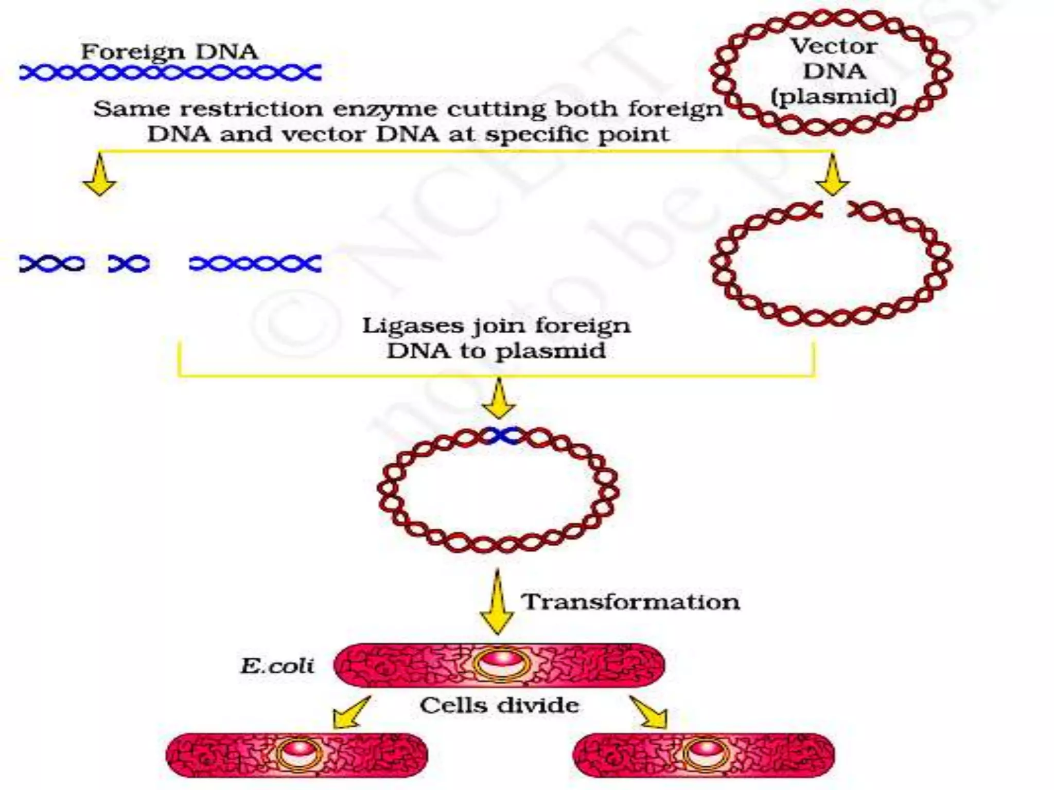 Biotechnology Principles and Processes | PPTX