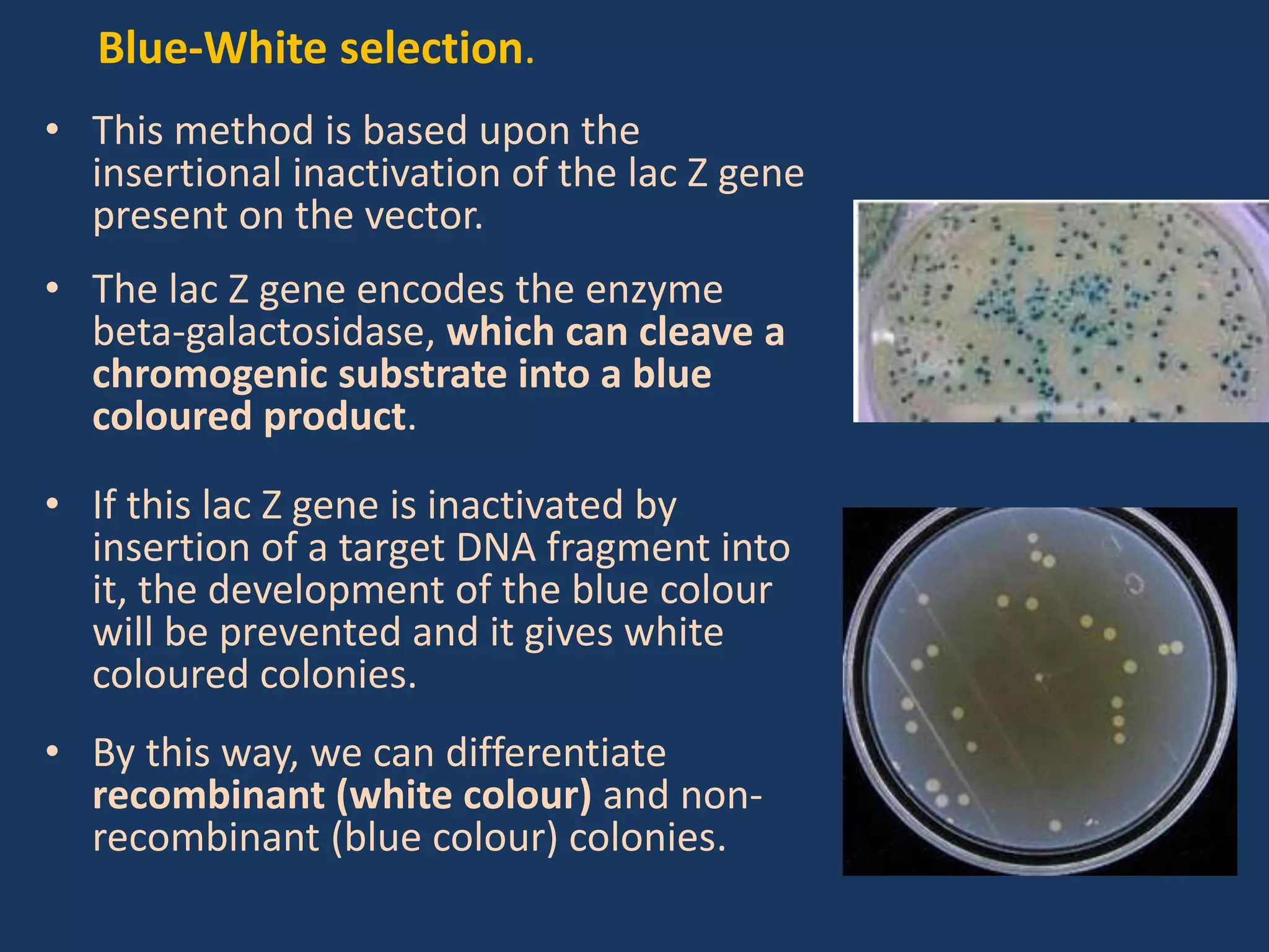 Biotechnology Principles and Processes | PPTX