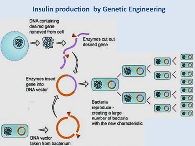 Biotechnology Principles and Processes | PPTX